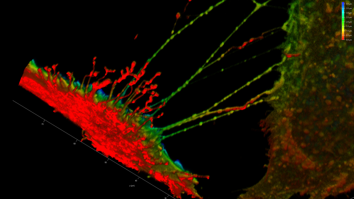 Stacey Ogden 🦔 (@lab_ogden@mstdn.science) - mstdn.science