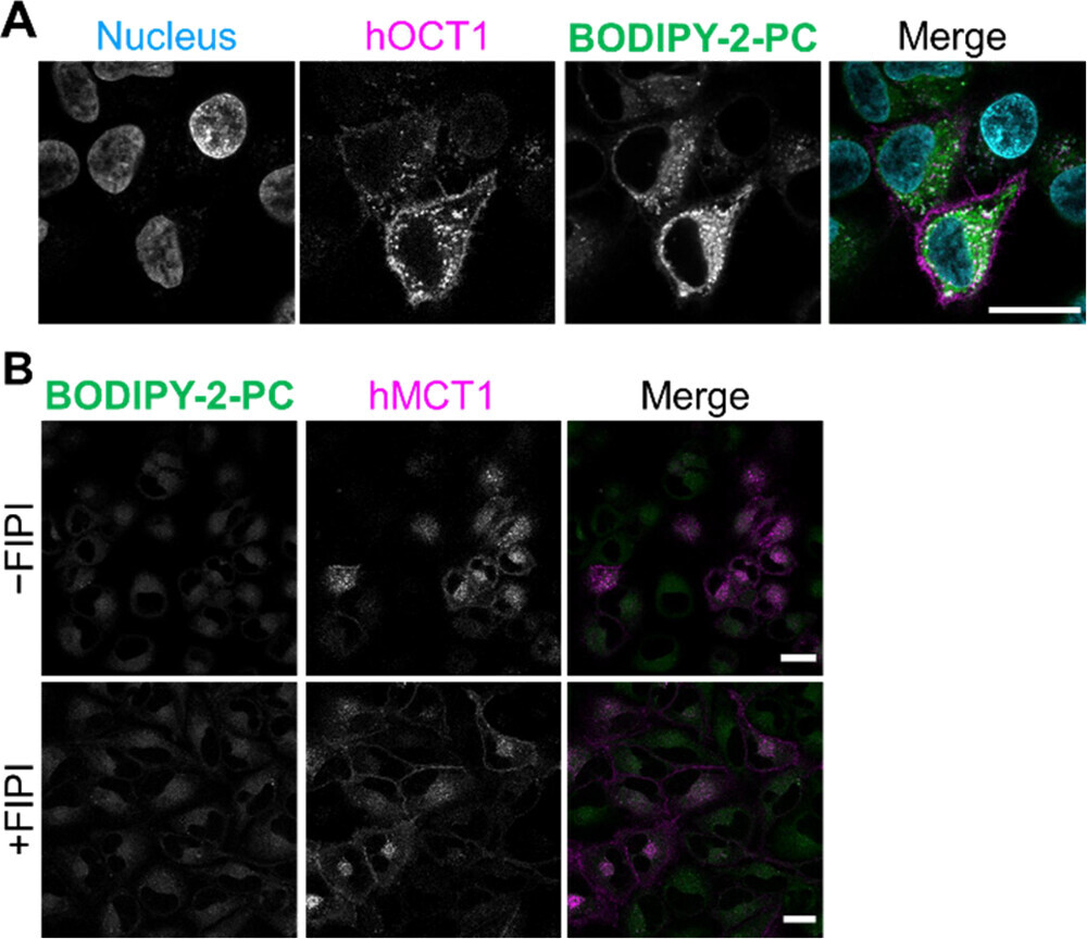 André Nadler (@nadlerlab@mstdn.science) - mstdn.science