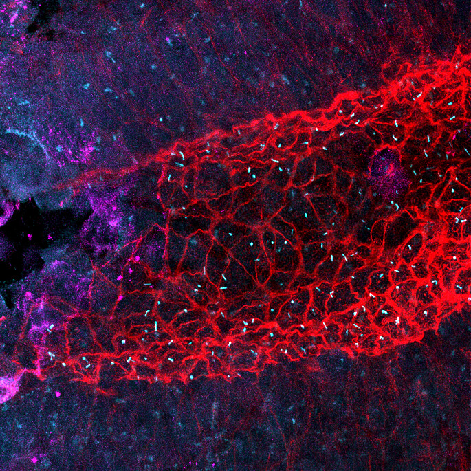 Stacey Ogden 🦔 (@lab_ogden@mstdn.science) - mstdn.science