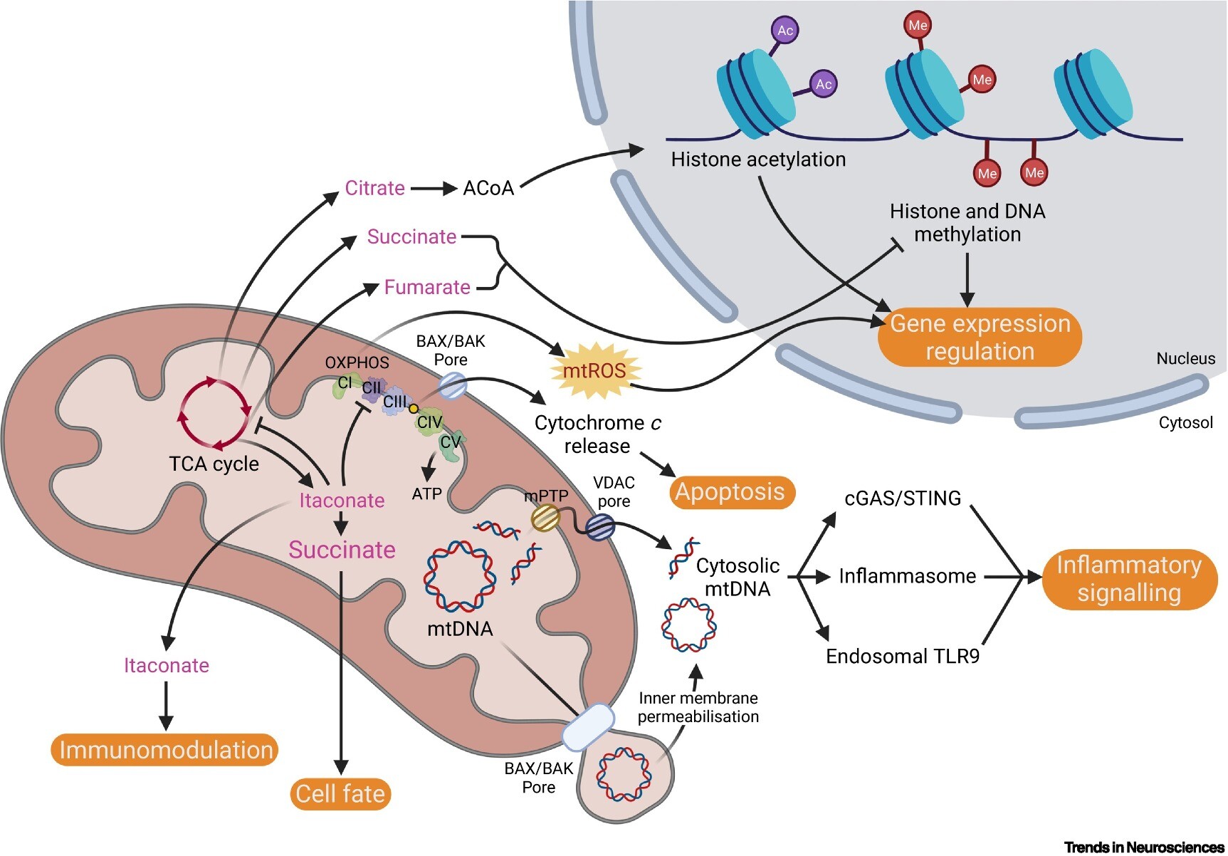 Trends in Neurosciences (@TrendsNeuro@mstdn.science) - mstdn.science