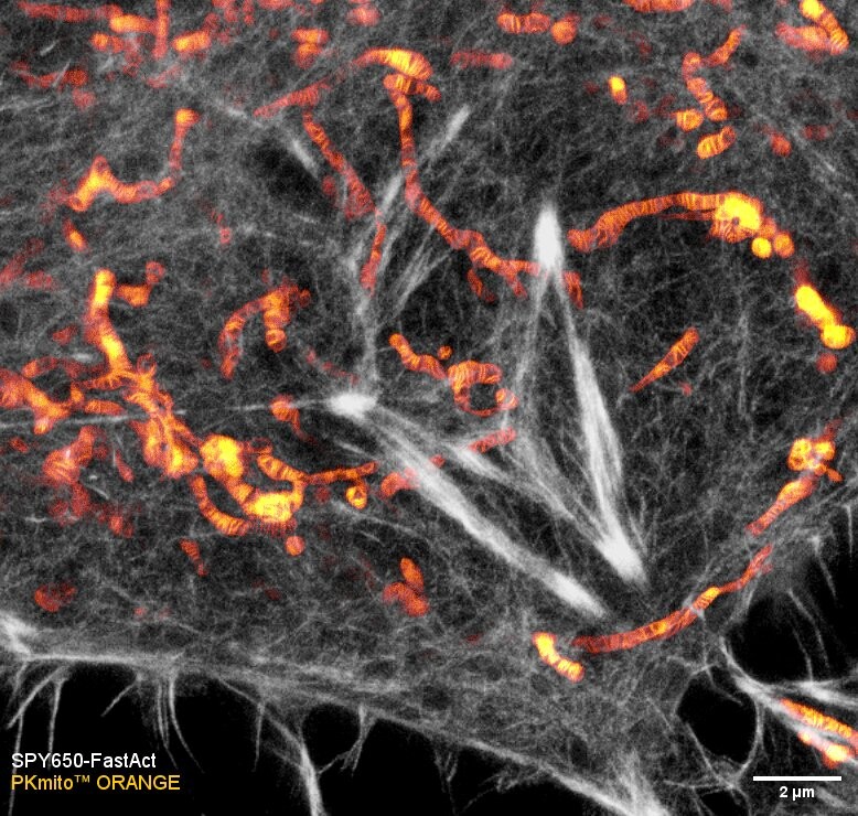 Spirochrome (@Spirochrome@mstdn.science) - mstdn.science