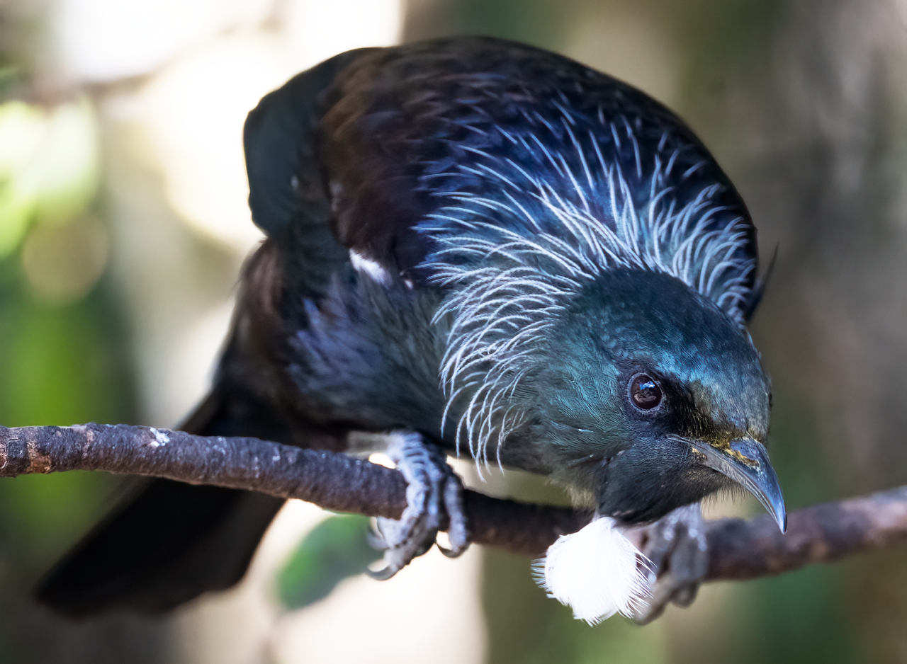 Phoebe Chapman (@PhoebeAChapman@mstdn.science) - mstdn.science