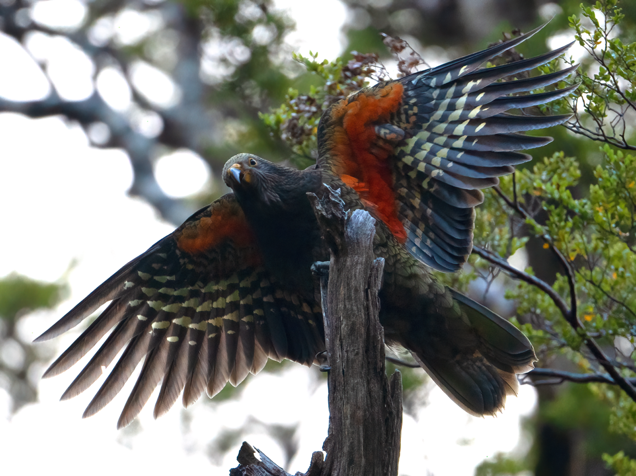 Phoebe Chapman (@PhoebeAChapman@mstdn.science) - mstdn.science