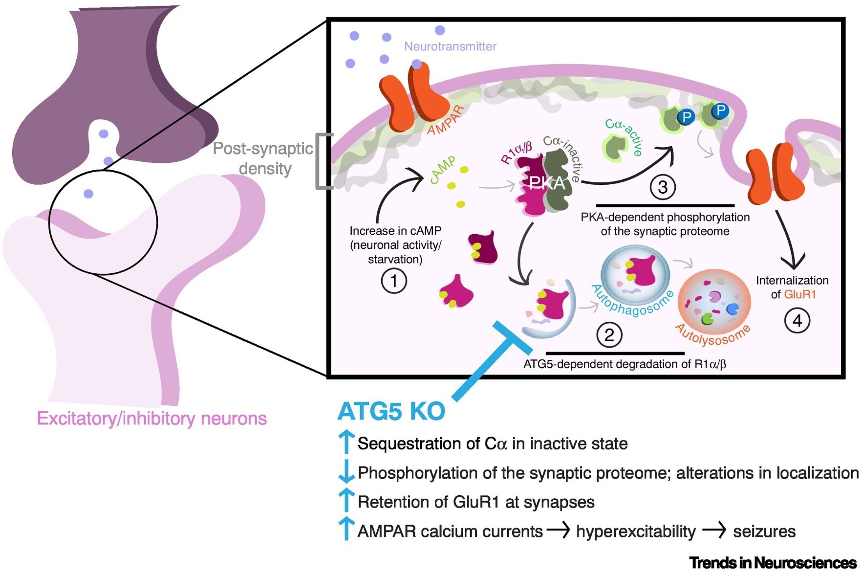 Trends in Neurosciences (@TrendsNeuro@mstdn.science) - mstdn.science