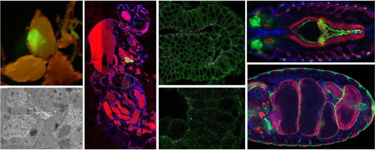 Stramer Lab (@stramerlab@mstdn.science) - mstdn.science