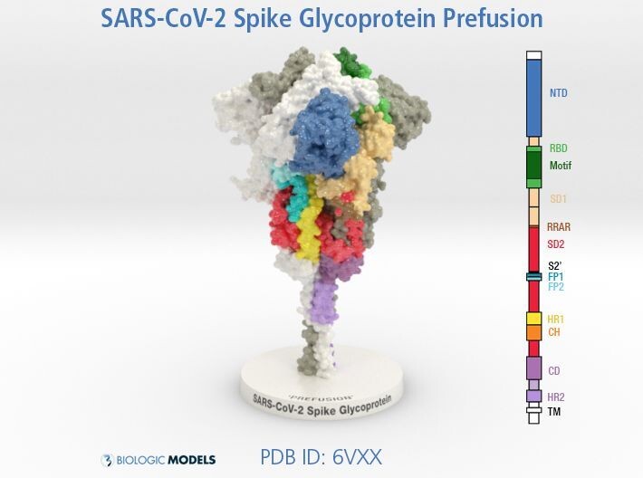 Biologic Models (@biologicmodels@mstdn.science) - mstdn.science