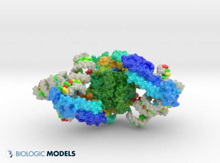 Biologic Models (@biologicmodels@mstdn.science) - mstdn.science