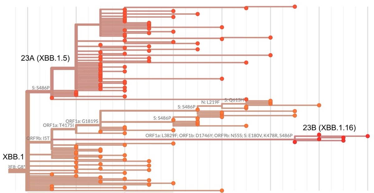 Nextstrain (@nextstrain@mstdn.science) - mstdn.science