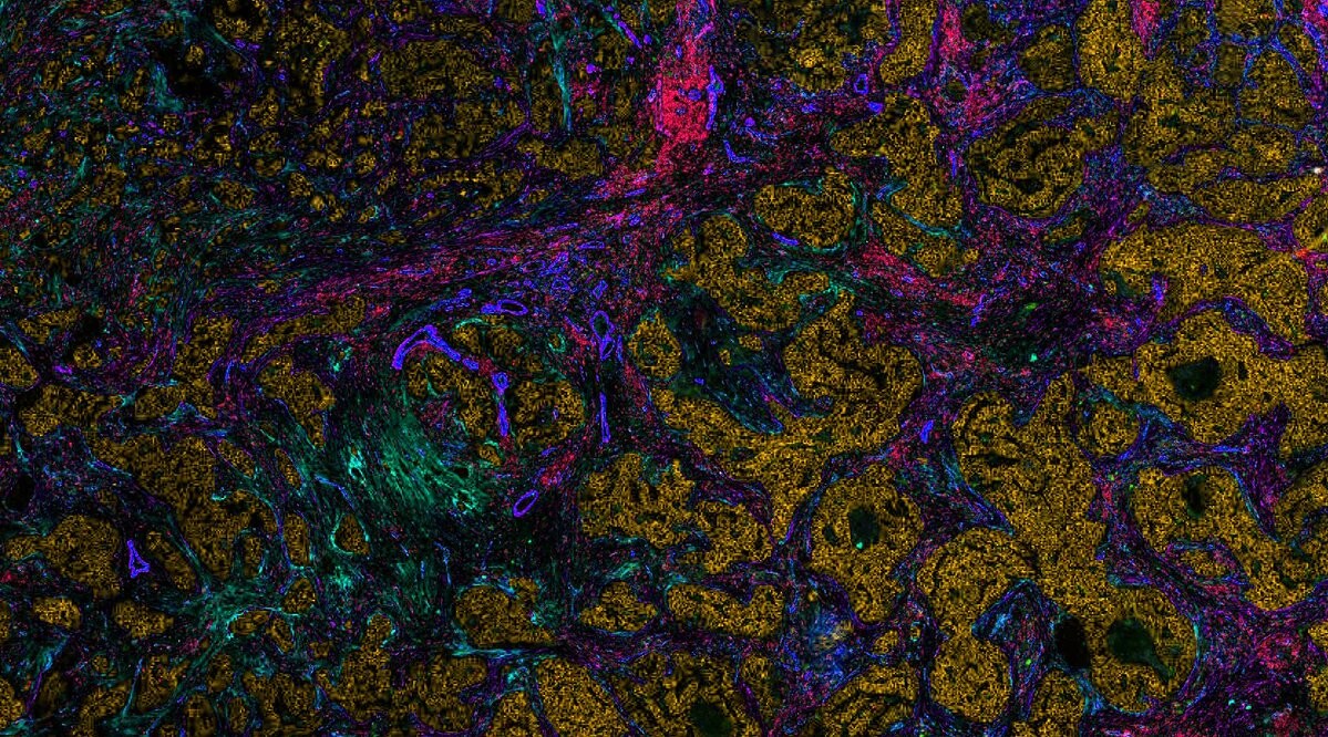 Stramer Lab (@stramerlab@mstdn.science) - mstdn.science