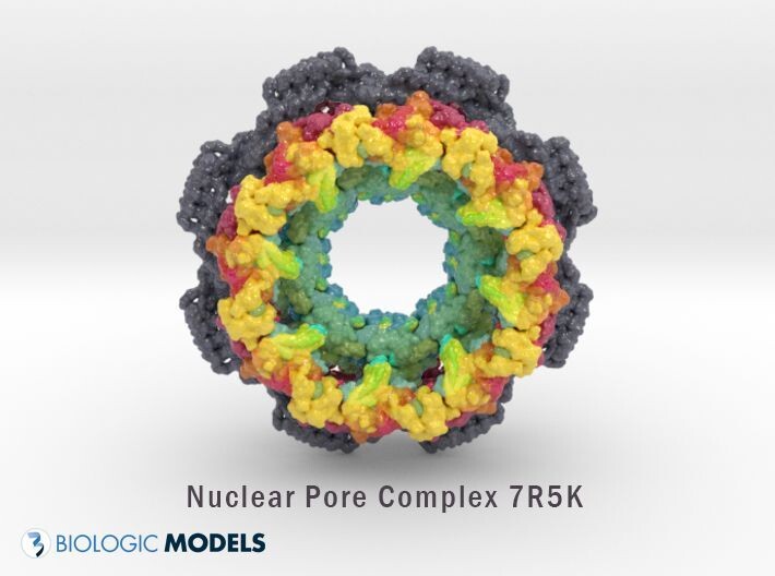 Biologic Models (@biologicmodels@mstdn.science) - mstdn.science