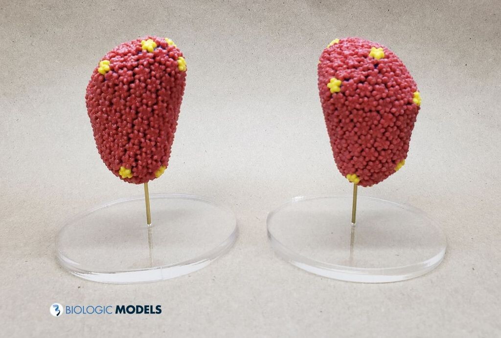 Biologic Models (@biologicmodels@mstdn.science) - mstdn.science