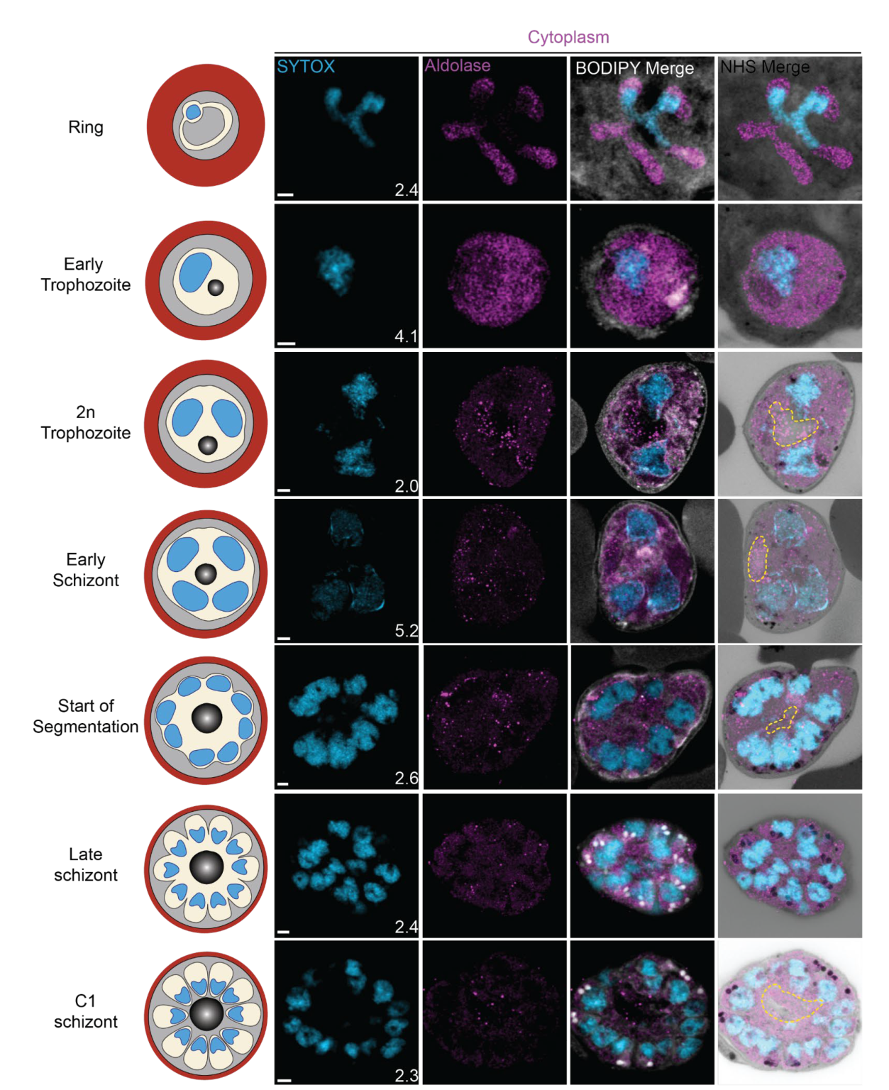 preLights (@preLights@mstdn.science) - mstdn.science