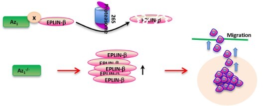 Journal of Cell Science (@J_Cell_Sci@mstdn.science) - mstdn.science