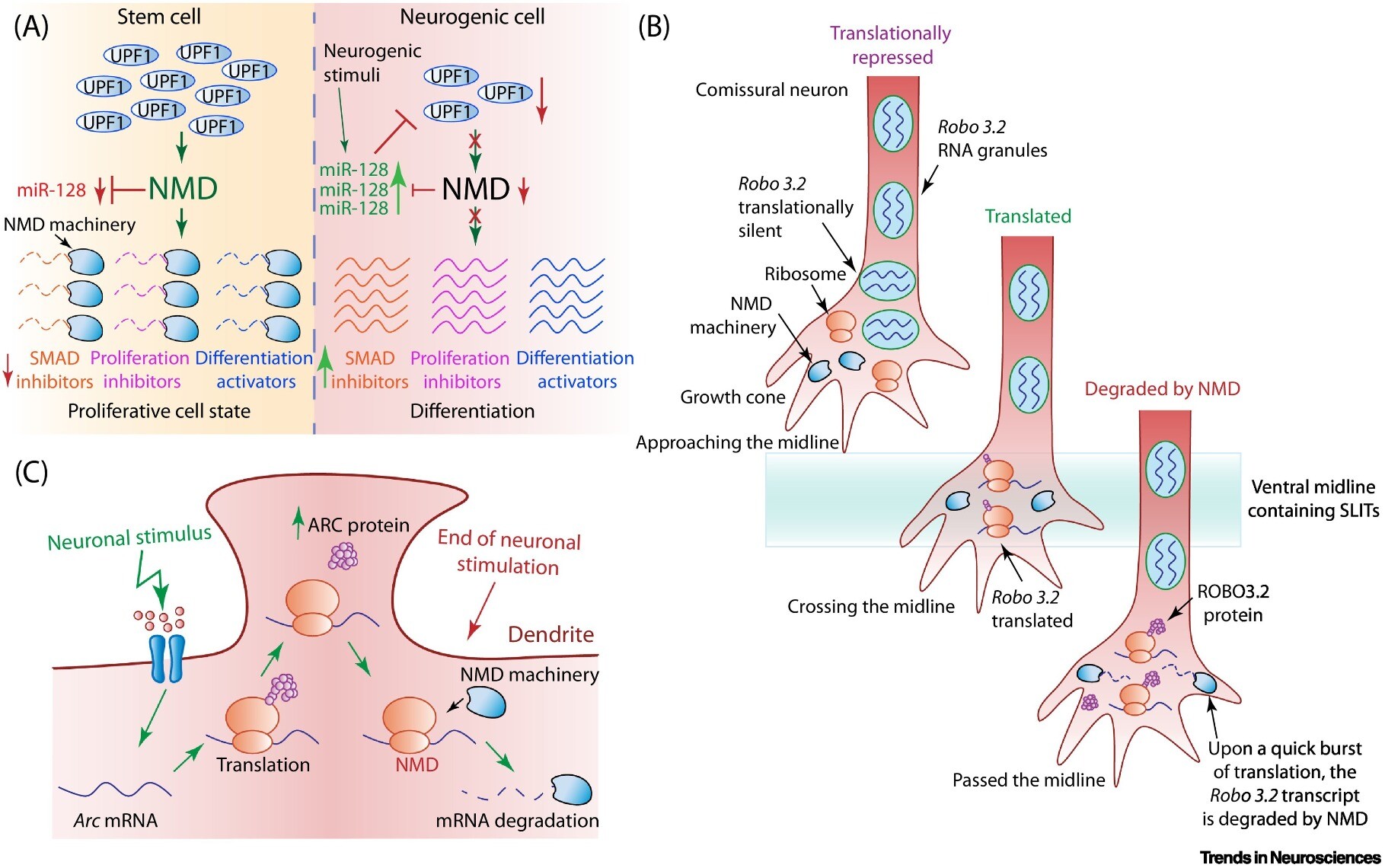 Trends in Neurosciences (@TrendsNeuro@mstdn.science) - mstdn.science