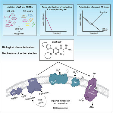 Cell Chemical Biology (@CellChemicalBiology@mstdn.science) - mstdn.science