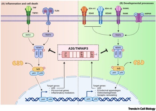 CRAIG M CREWS (@crews@mstdn.science) - mstdn.science
