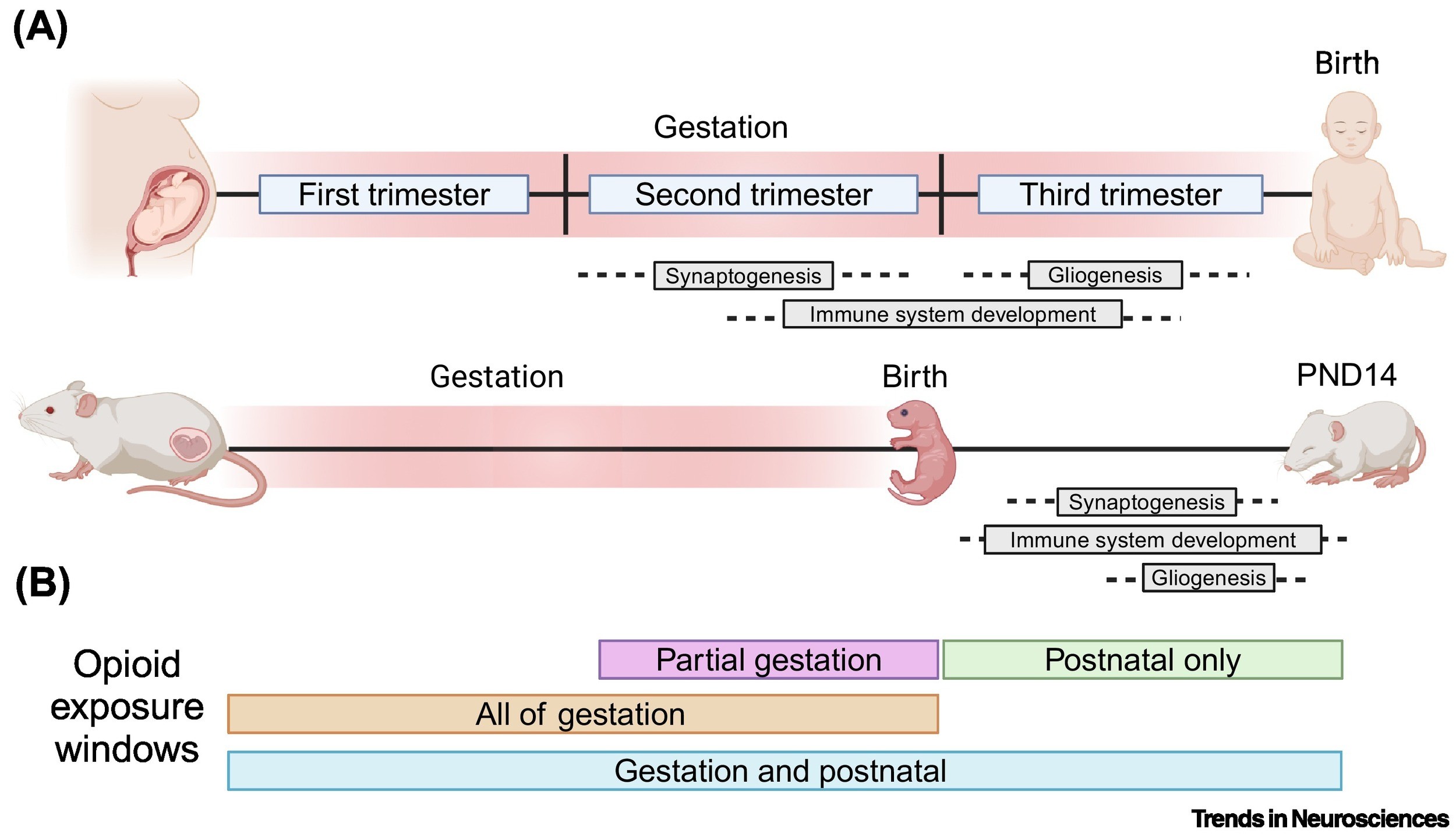 Trends in Neurosciences (@TrendsNeuro@mstdn.science) - mstdn.science