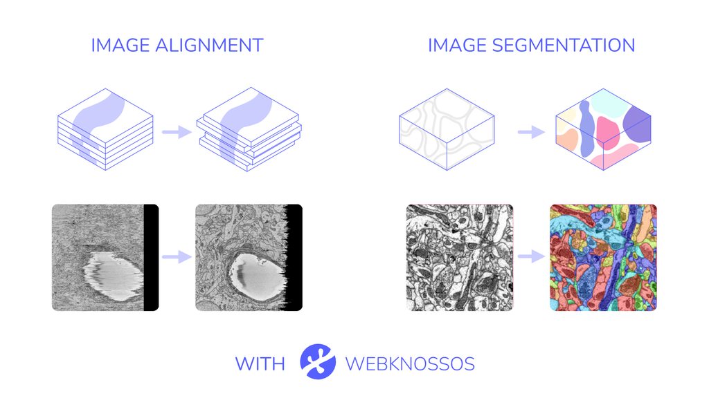 WEBKNOSSOS (@webknossos@mstdn.science) - mstdn.science